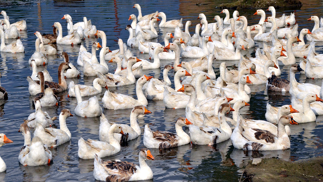 GOOSE BREEDING APPEARS A NEW ALTERNATIVE FOR FARMERS AS DEMAND RISES ...