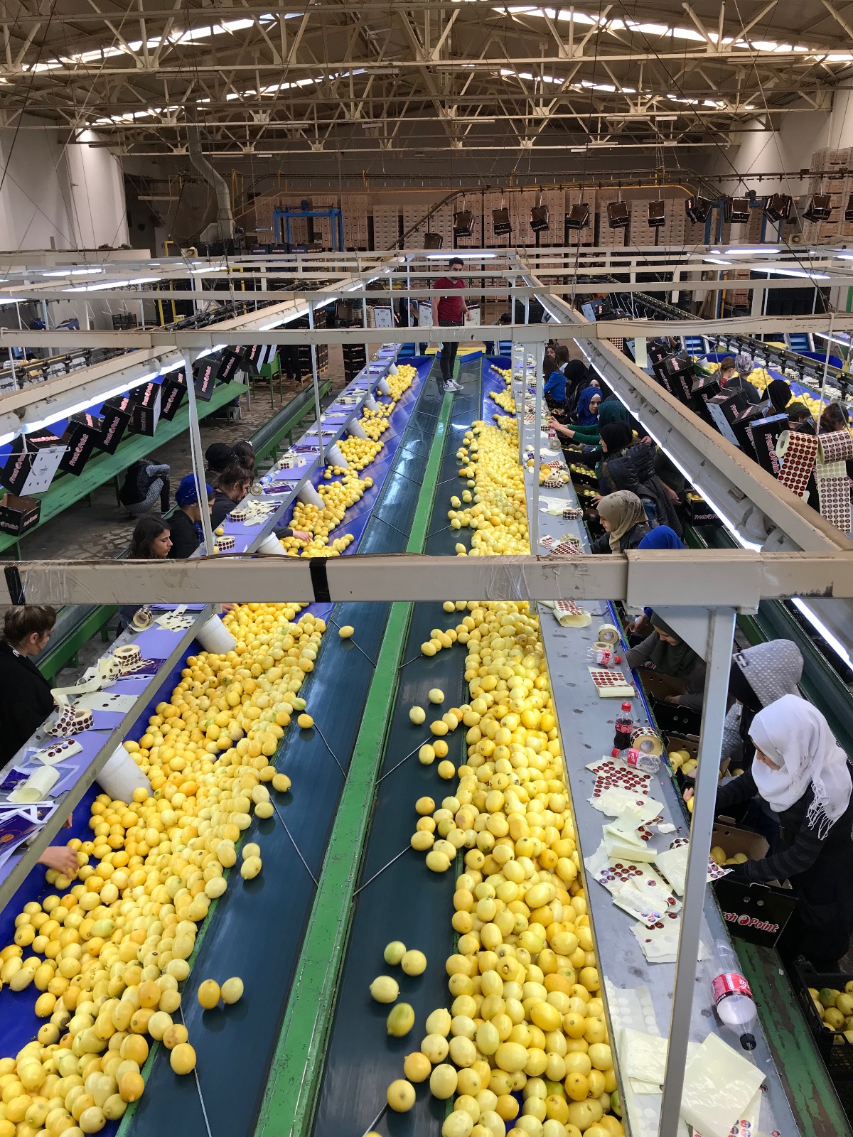 “LEMON TAKES THE LEAD IN CITRUS EXPORTS” – THE GLOBAL WINDOW OF TURKISH ...