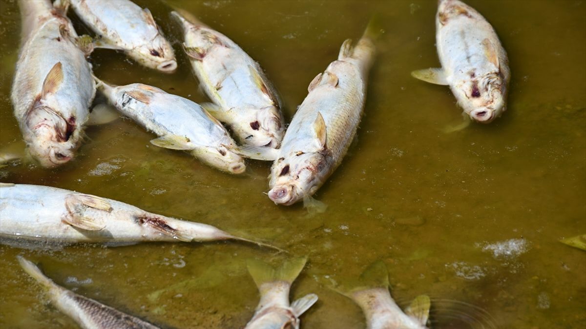 SEVERE DROUGHT CULPRIT OF FISH DEATHS IN KIZILIRMAK, TURKEY’S LONGEST ...