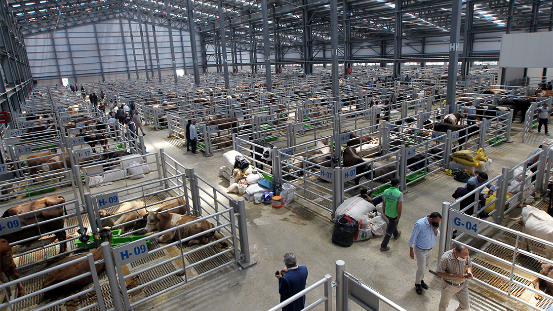 OSMAN AKAR: ERZURUM PROVINCE HAS THE SECOND HIGHEST CATTLE POPULATION ...