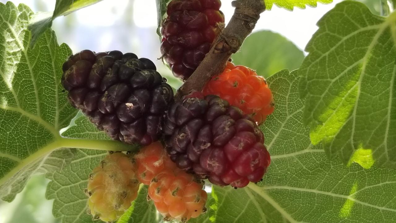 ŞEBİNKARAHİSAR BLACK MULBERRY RECEIVES GI REGISTRATION! – THE GLOBAL ...