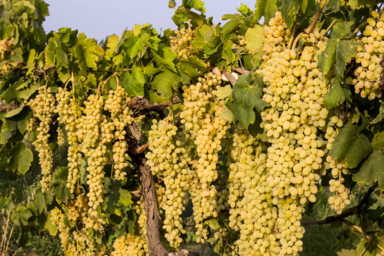 “TABLE GRAPE EXPORTS MAKE PEOPLE HAPPY” – THE GLOBAL WINDOW OF TURKISH ...