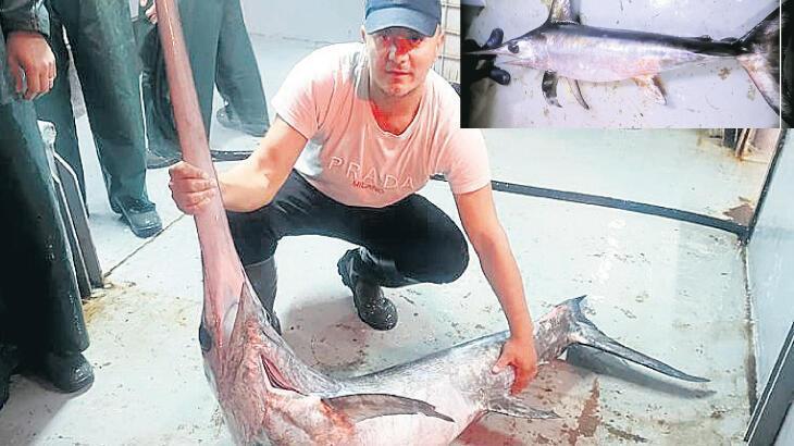 SWORDFISH CAUGHT IN ISTANBUL STRAIGHT AFTER 50 YEARS! – THE GLOBAL ...