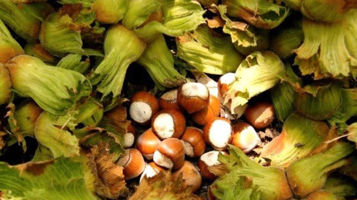 HAZELNUT HARVEST TO BEGIN IN TRABZON REGION! – THE GLOBAL WINDOW OF ...