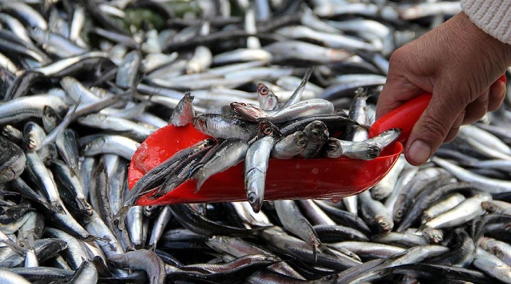FISH SPECIES DECLINE RAPIDLY IN MARMARA! – THE GLOBAL WINDOW OF TURKISH ...