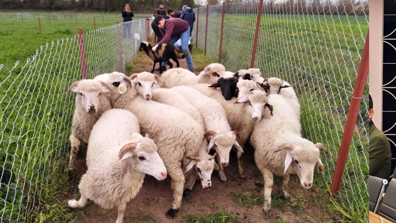 “ARTIFICIAL PASTURE PROJECT” TO BOOST THE PRODUCTION OF QUALITY AND ...