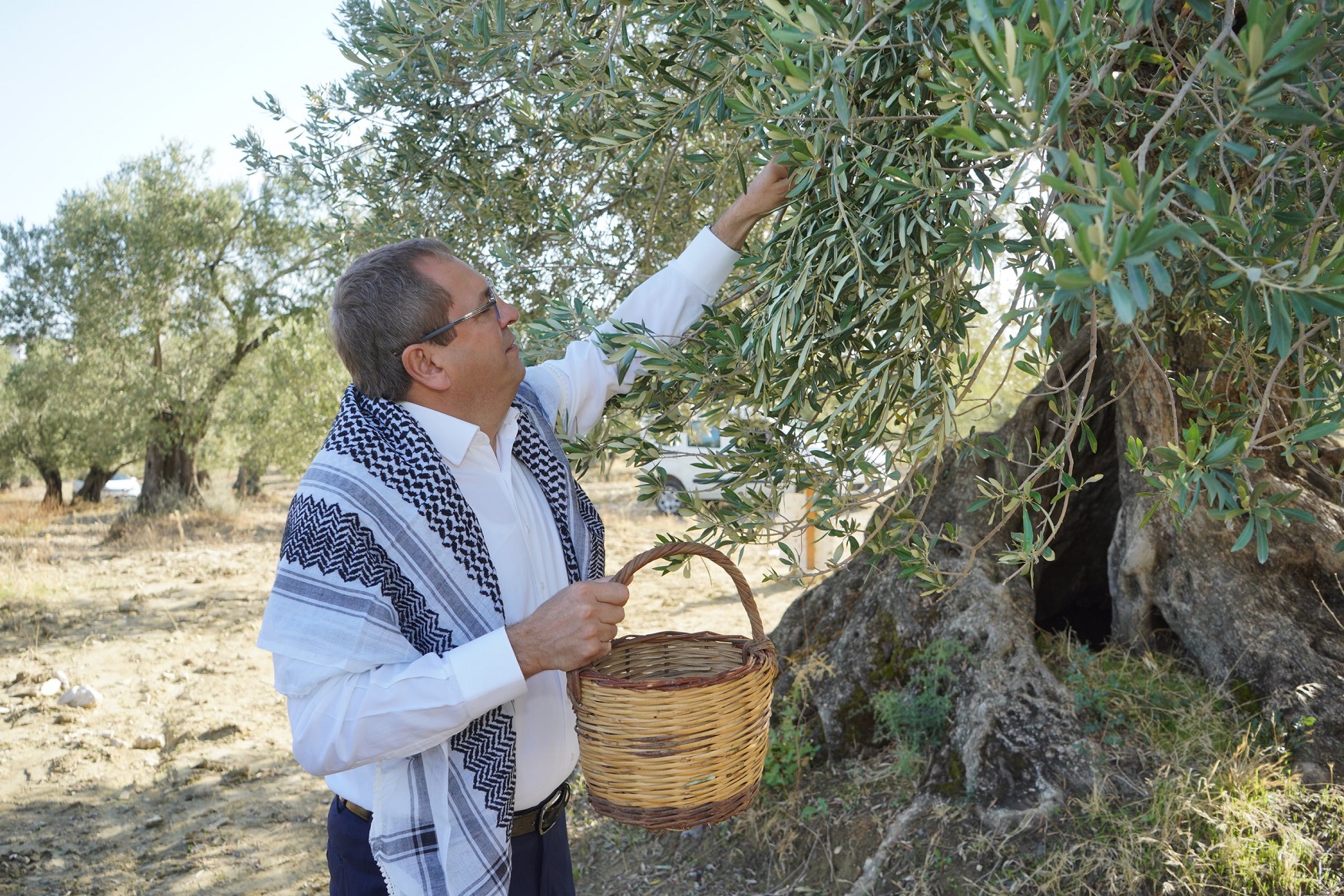 MESUT ERGIN: HAPPY WORLD OLIVE TREE DAY! – THE GLOBAL WINDOW OF TURKISH ...