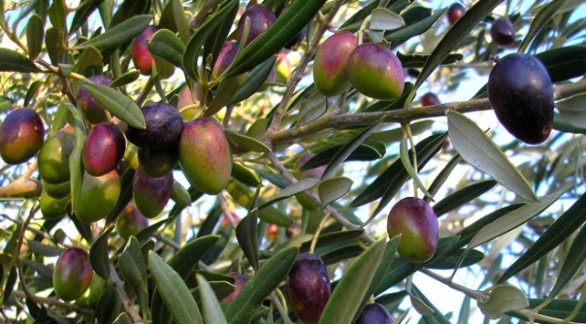WILD OLIVE TREES ARE BROUGHT TO THE ECONOMY… – THE GLOBAL WINDOW OF ...
