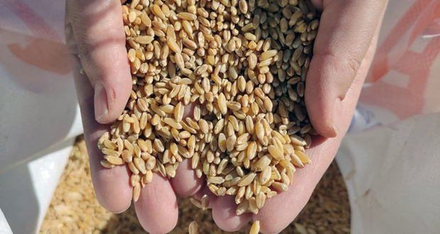 YUMAKLI: TURKIYE BOOSTED ITS CERTIFIED SEED PRODUCTION BY TEN TIMES ...