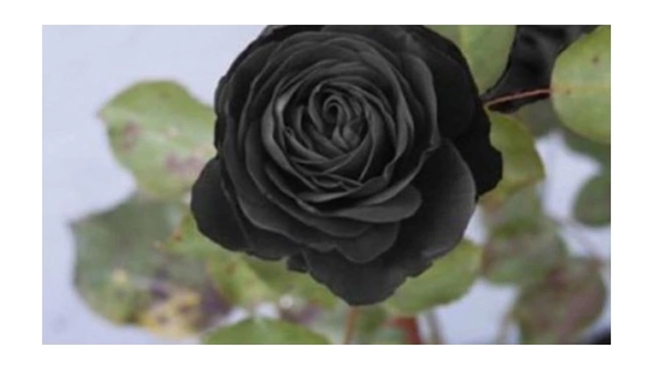 Blooming business; Türkiye’s black roses transforming into a brand ...