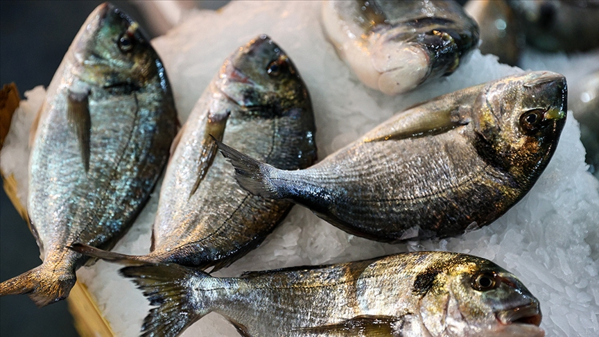 Mustafa Altuğ Atalay: Nearly 1 million tonnes of fish were obtained ...