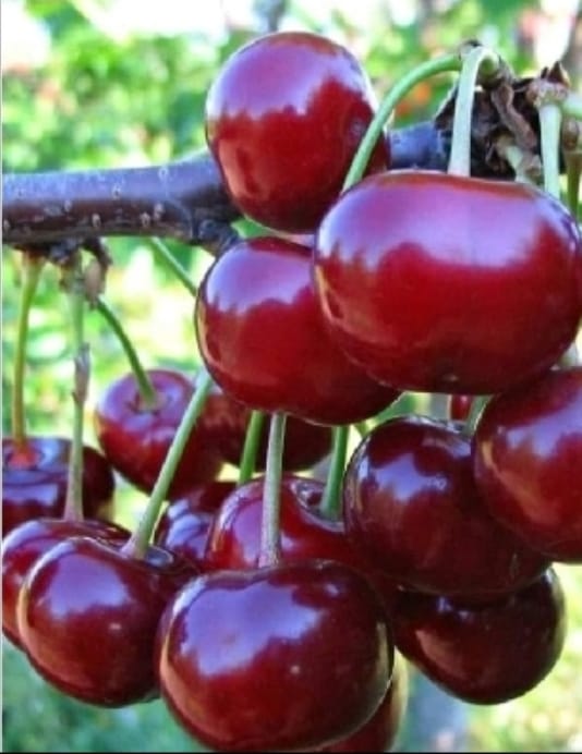 Export target for cherries boost to 300 million dollars… – THE GLOBAL ...