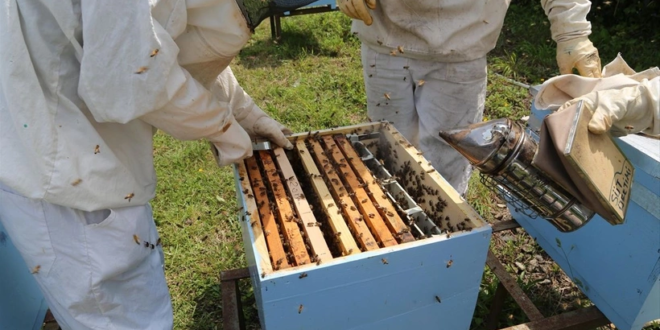 One fourth of the world’s population is in Türkiye; this is how honey ...