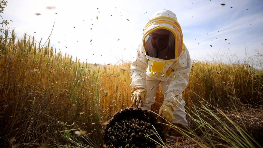 Yumaklı: Türkiye Beekeeping Map updated, accordingly we have 9.2 ...