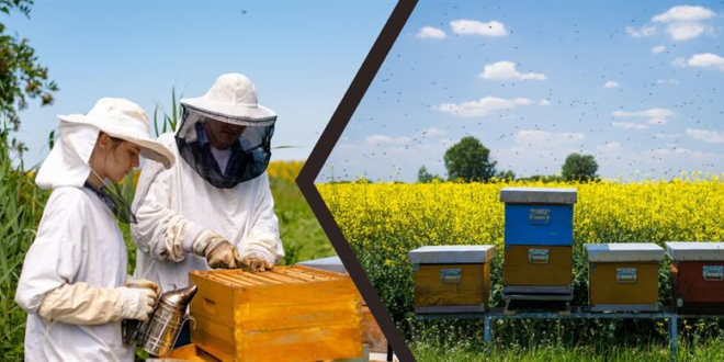 Yumaklı: Türkiye Beekeeping Map updated, accordingly we have 9.2 ...