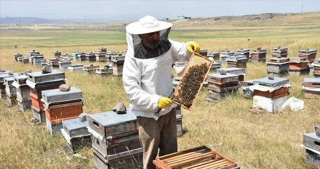 Beekeeping action plan from the Ministry! – THE GLOBAL WINDOW OF ...