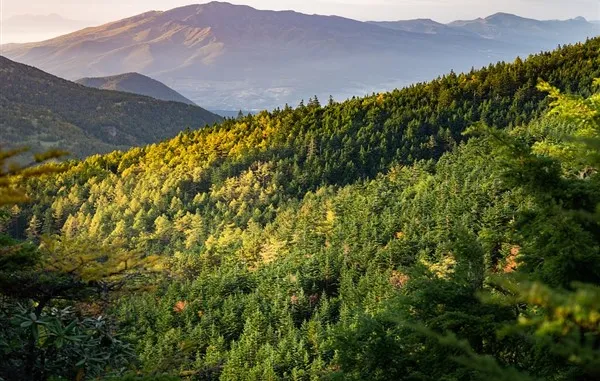 Ministry’s “Climate Resilient Forestry Project” unveiled… – THE GLOBAL ...