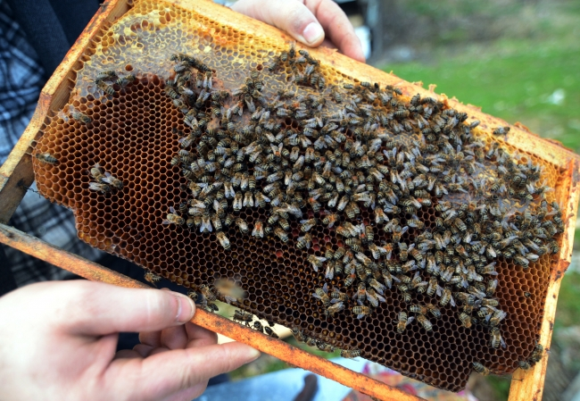 Dr. İbrahim Çakmak: We should use local breed bees in order to continue ...