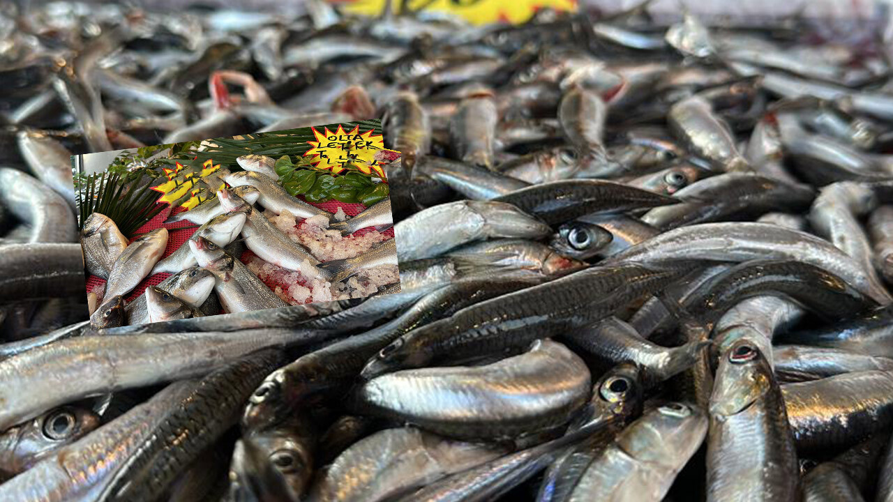Dr. Mustafa Sarı: Fish quantity halved in 24 years! – THE GLOBAL WINDOW ...