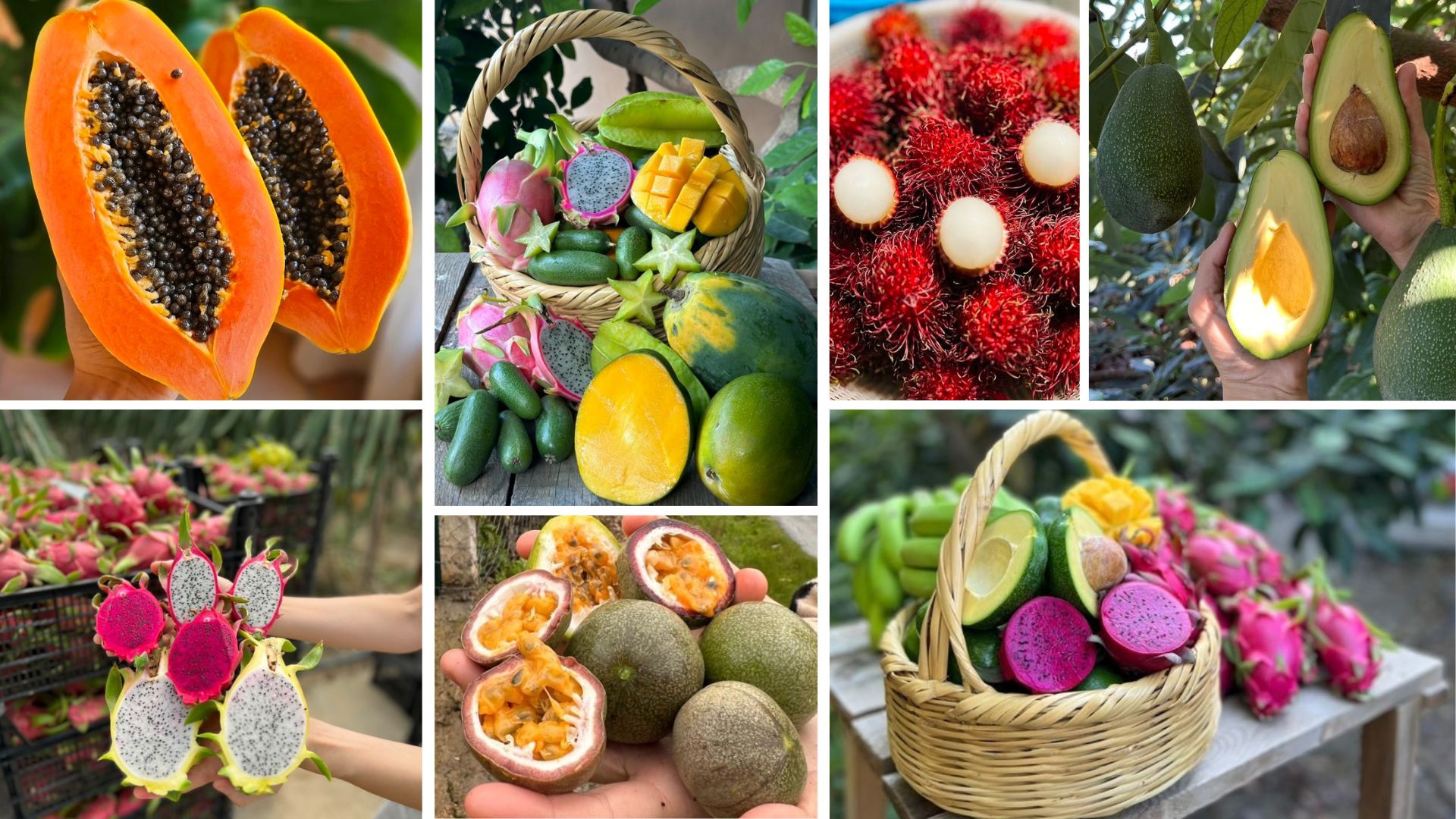 Türkiye’s tropical fruit farming expansion fuels exports… – THE GLOBAL ...