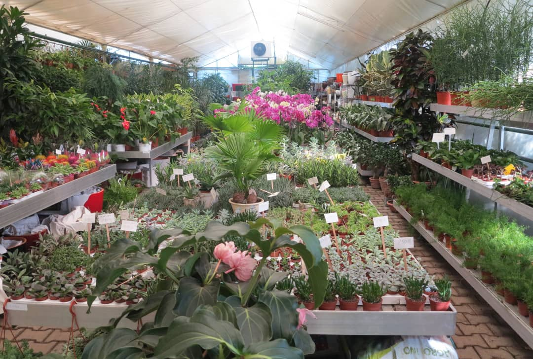 Ornamental plants sector, much more than meets the eye! – THE GLOBAL ...
