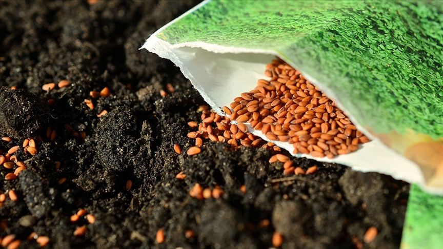 Production and export spike in Turkish seed sector! – THE GLOBAL WINDOW ...