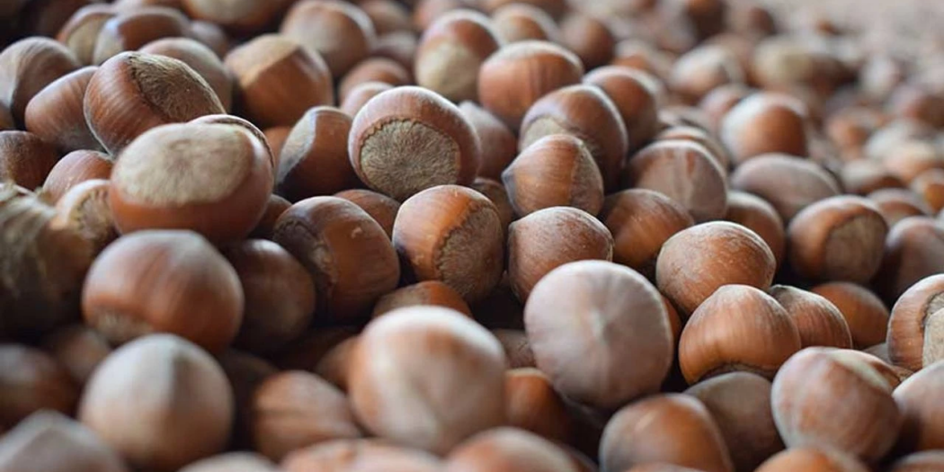 Hazelnut sales generate over 2.2 billion dollars in 2025… – THE GLOBAL ...